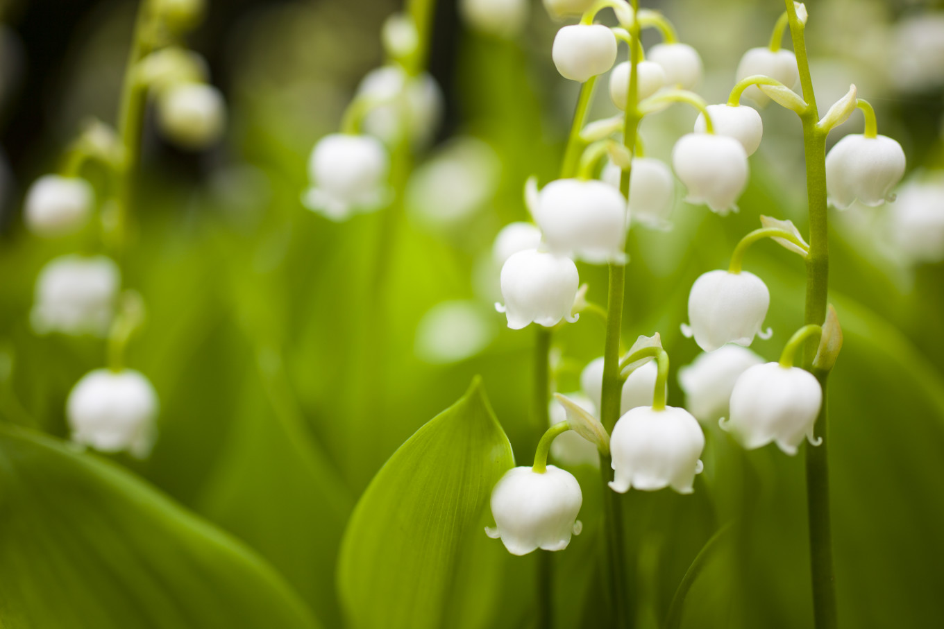 17 Spring Flowers That Double as Beautiful Girl Names | CafeMom.com