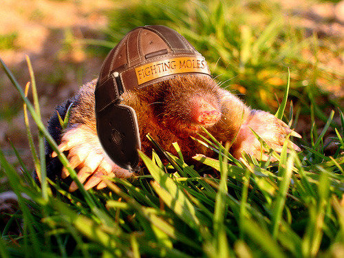 Moles, Tarantulas, and Rattlers Oh My!: Weird Meat That People Eat ...