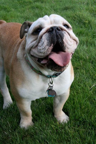 AKC Adds First Ever Dog Breed With Mohawk! (PHOTOS) | CafeMom.com