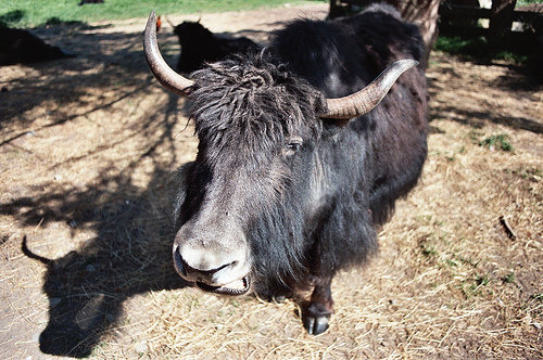 Once You Eat Yak, You'll Never Go Back | CafeMom.com