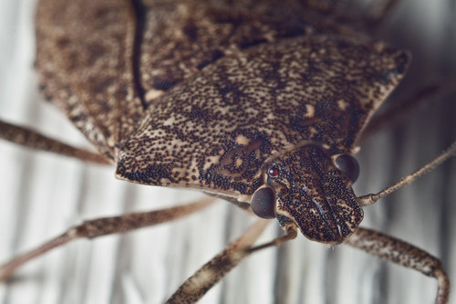 The Stink Bugs Are Back! 5 Ways to Protect Your Home | CafeMom.com