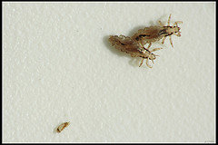 Lice Infestations Are Hell, But You Will Survive: Here's How | CafeMom.com