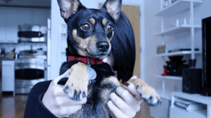 8 things you need to know before adopting a dog | CafeMom.com