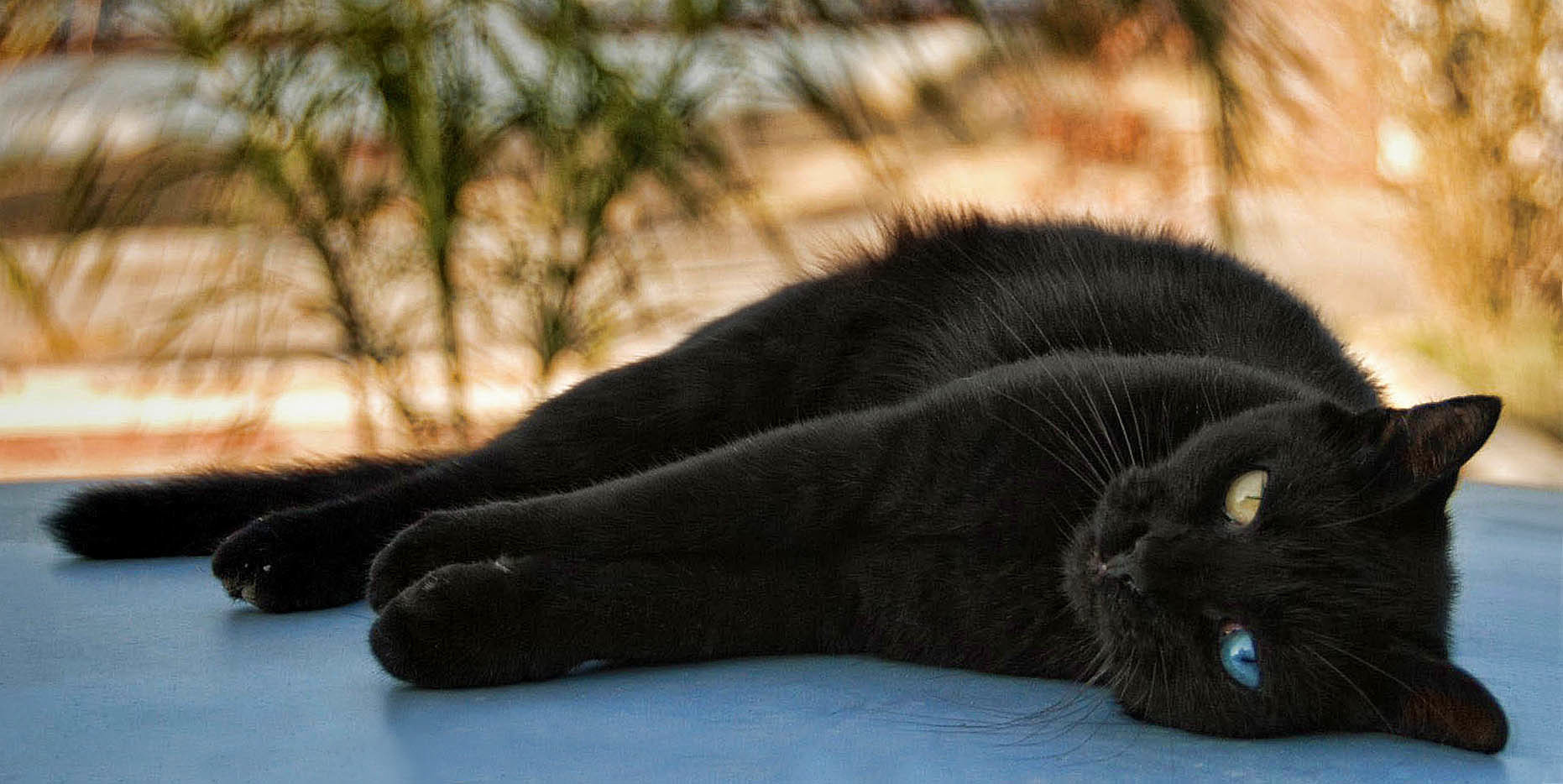 Why do shelters hide their black cats before Halloween? | CafeMom.com