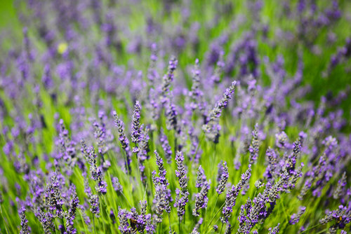 Garden Experts Reveal the 11 Must-Have Perennials for Every Yard This ...