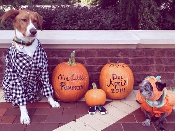 40 Perfect Pumpkin Pregnancy Announcements | CafeMom.com