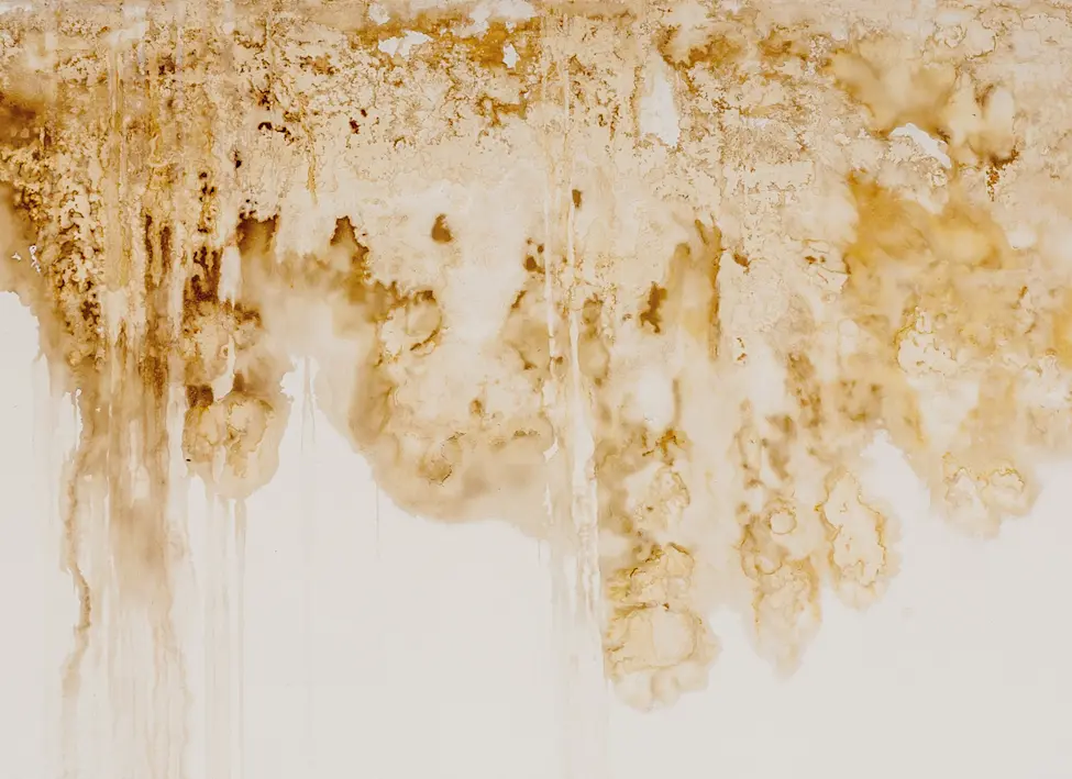 PRECISION® High Opacity Stain Blocker | Dulux