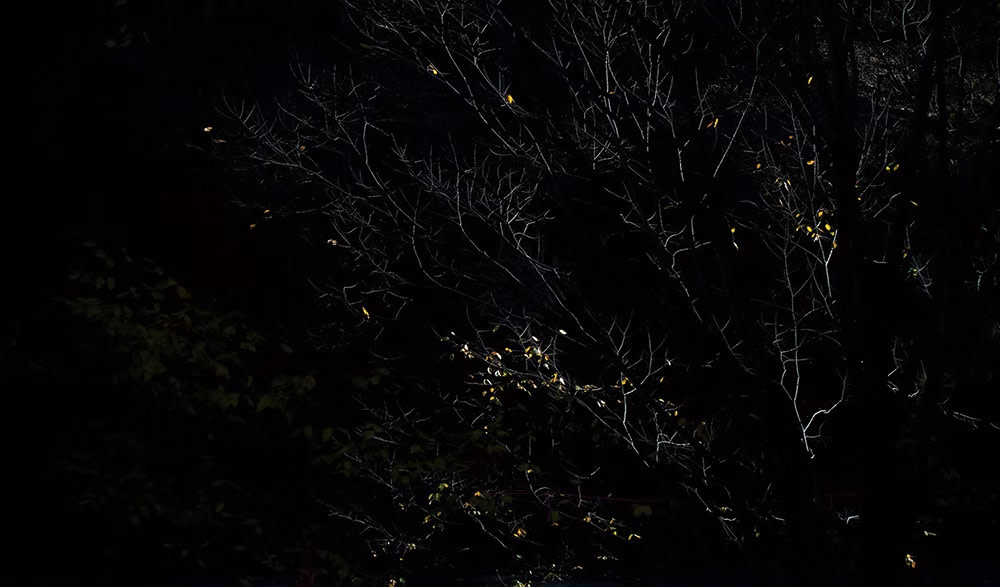 「NIGHT PIECES: 02」 （GALLERY CAPTION） ｜Tokyo Art Beat
