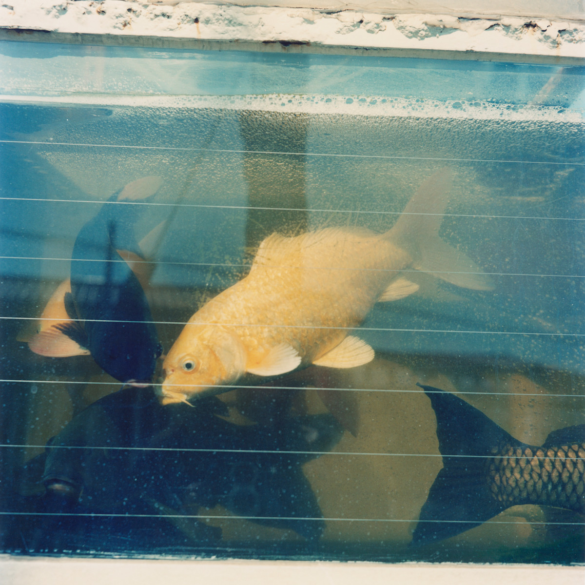 原美樹子 「Small Myths: Selection from the new photobook by Mikiko Hara ...