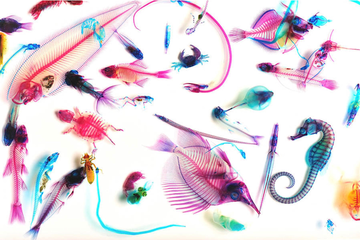 冨田伊織 「新世界 透明標本」 （秋田県立美術館） ｜Tokyo Art Beat