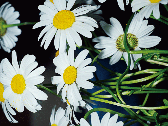 Hiro Tanaka "Bolzo" （Harukaito by Island） ｜Tokyo Art Beat