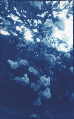 磯井理江子 「PINHOLE x CYANOTYPE」 （cafeユイット・galleryユイット） ｜Tokyo Art Beat