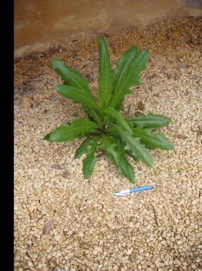 Abake 「ダン･ド･リオン は タンポポ なの」 （UTRECHT / NOW IDeA） ｜Tokyo Art Beat