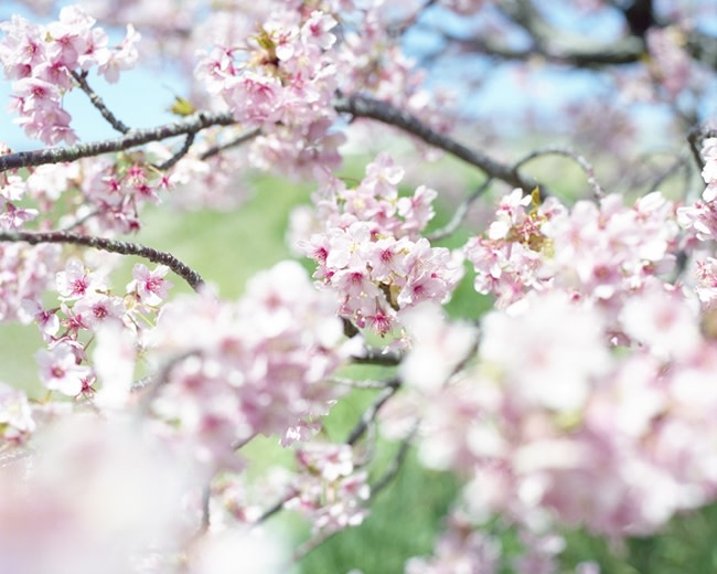 「photogenic drawing」展 （Totem Pole Photo Gallery） ｜Tokyo Art Beat