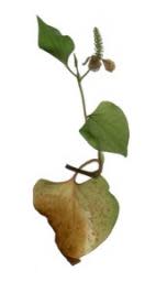 Yoichiro Nishimura “Roadside Flowers” （Morioka Shoten） ｜Tokyo Art Beat