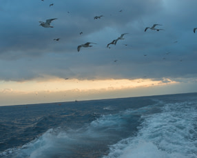 太田章彦「Stranger of island - 海士 -」 （エプサイトギャラリー（epSITE）） ｜Tokyo Art Beat