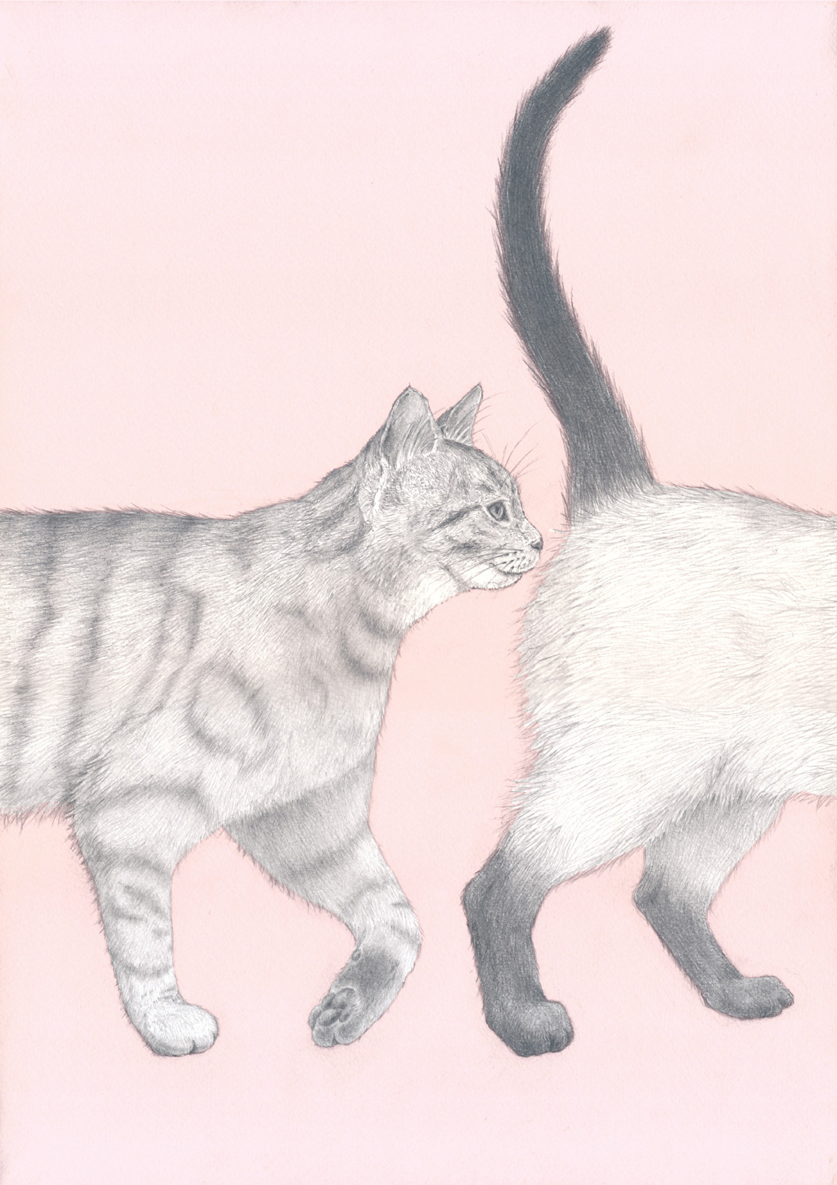 Absolute Cats Exhibition （Flew Gallery） ｜Tokyo Art Beat