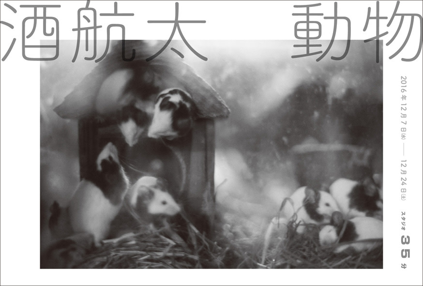 Kota Sake “Animal” （Studio 35 Minutes） ｜Tokyo Art Beat