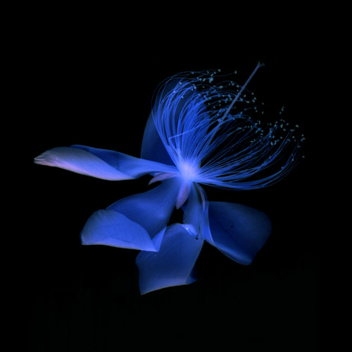 Yoichiro Nishimura “Florescent Luminescence” （Makii Masaru Fine Arts ...