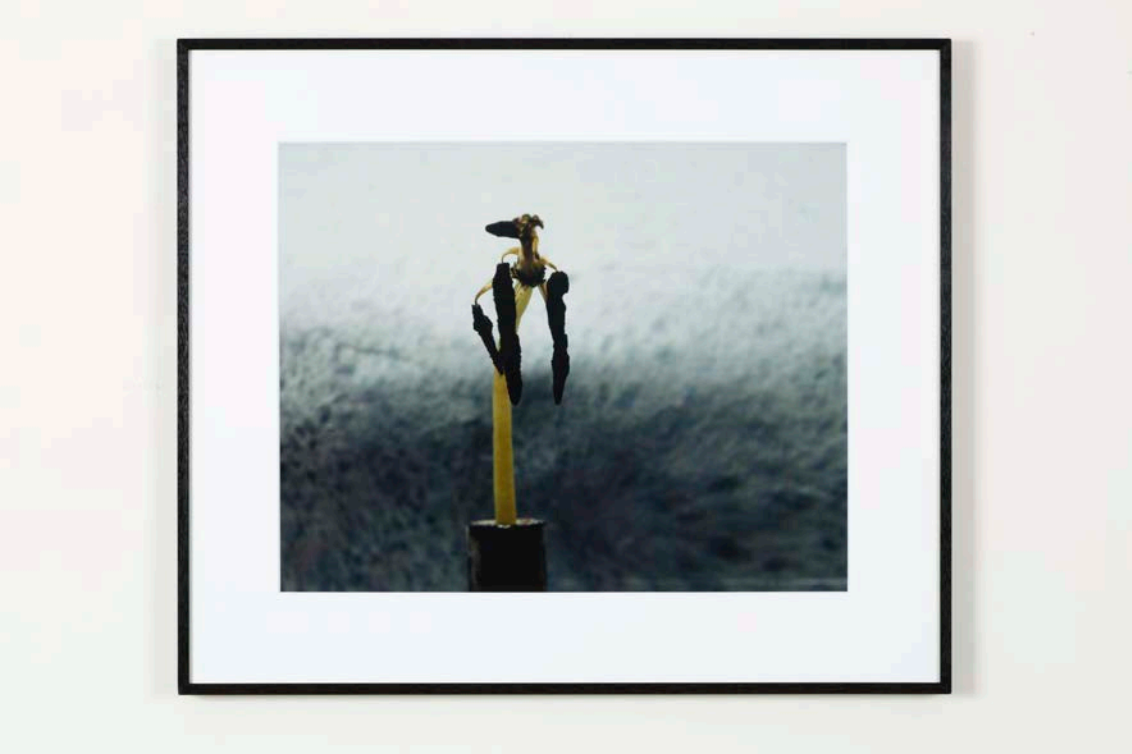 Tabaimo → Yukio Nakagawa （Gallery Koyanagi） ｜Tokyo Art Beat