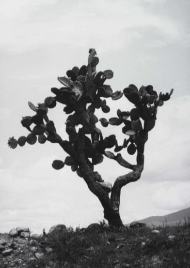 The Photography of Taro Okamoto （Taro Okamoto Museum of Art, Kawasaki ...