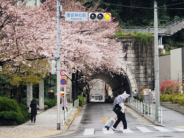 Noriyuki Miyazaki “City Sakura (Awaiting Spring)” （Pictorico Shop ...