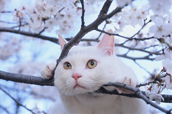 Mitsuaki Iwago “All About Cats” （Kawasaki City Museum） ｜Tokyo Art Beat