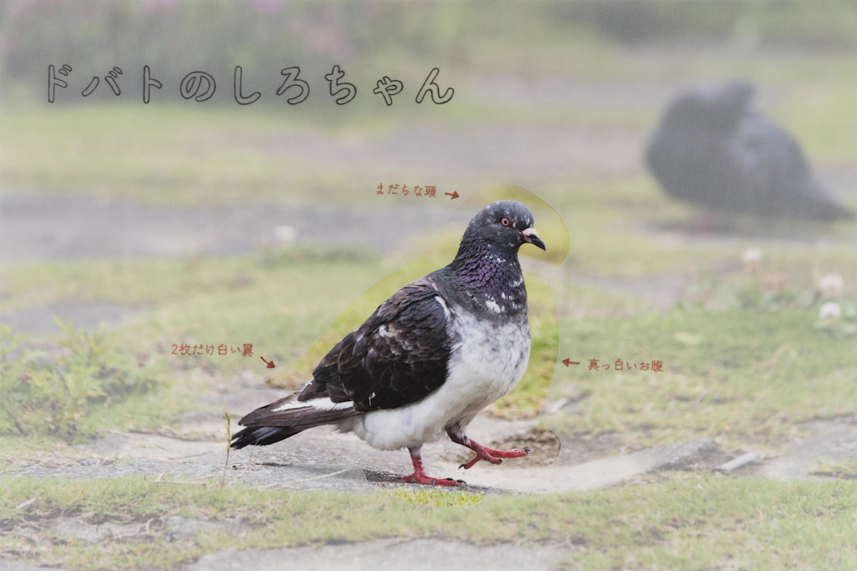 Tokyo Polytechnic University “Photography Department Special” 2020 ...