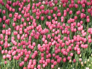 Tulip Mania, Tulips are from Turkey not the Netherlands + Maya’s Only ...