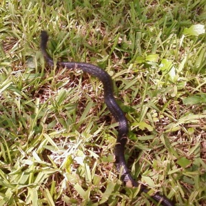 snake! in my house! | Kiva