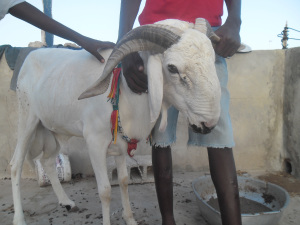 Triple Taste of Tabaski: Tour of a Three Day Muslim Holiday | Kiva