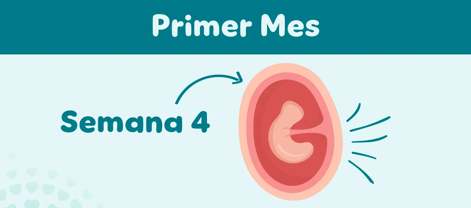 Primer mes de embarazo: síntomas y desarrollo del feto | Pampers® Perú