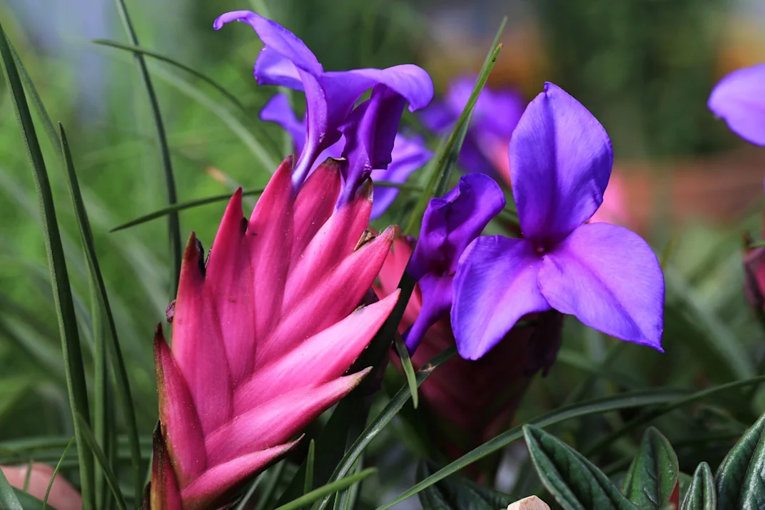 Come prendersi cura della Tillandsia o pianta dell’aria