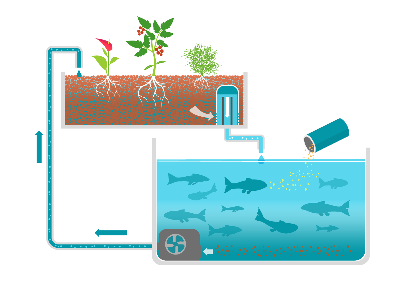 Plantas Utilizadas En Sistemas De Acuaponía
