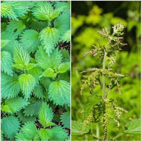 Para Que Sirve La Ortiga