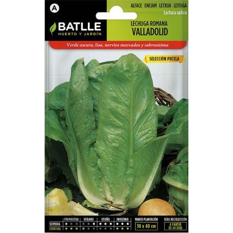 Tipos De Lechuga De Hoja