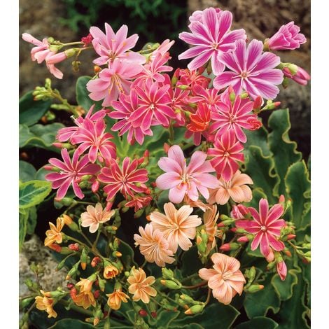 Plantas Perennes De Rocalla Jardines Fuller Wikipedia, La