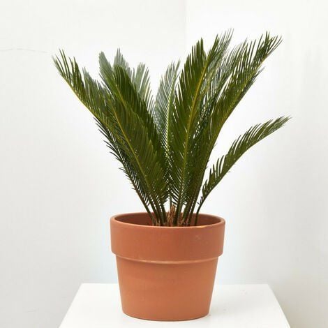 Planta De Palma De Interior
