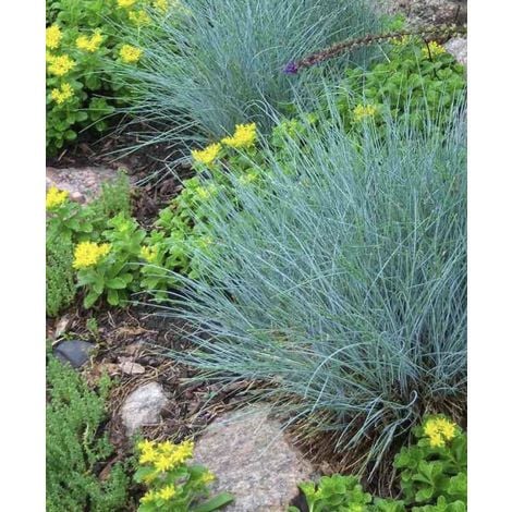 Plantas Perennes De Rocalla Jardines Fuller Wikipedia, La