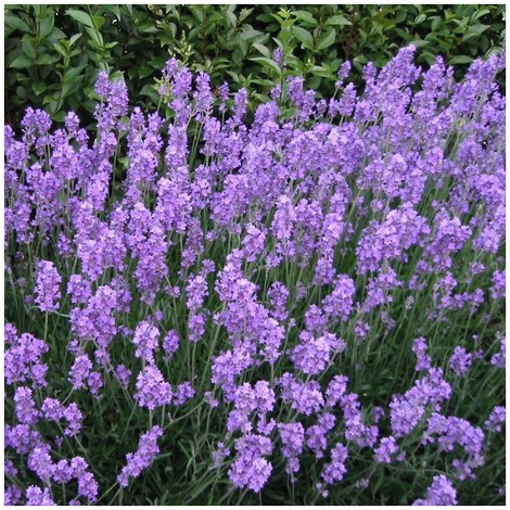 Plantas Perennes De Rocalla Jardines Fuller Wikipedia, La