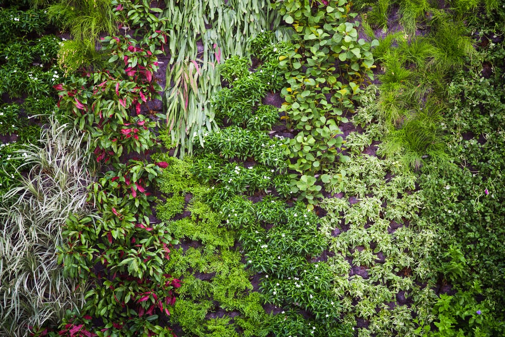 Living Wall Texture