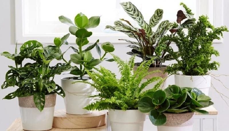 Plantas De Interior Populares De Color Verde