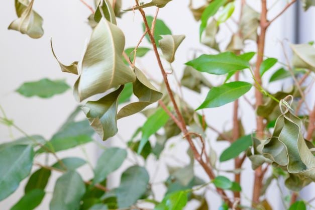 Come curare e potare un Ficus benjamin