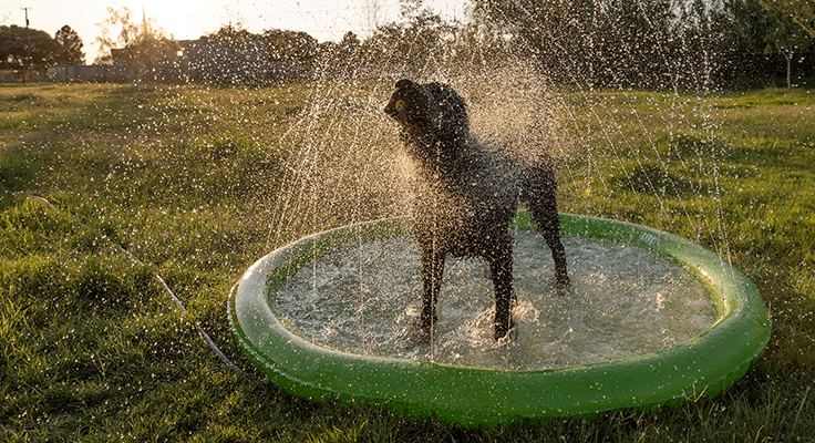 Nearly Indestructible Dog Toys Every Month | Super Chewer