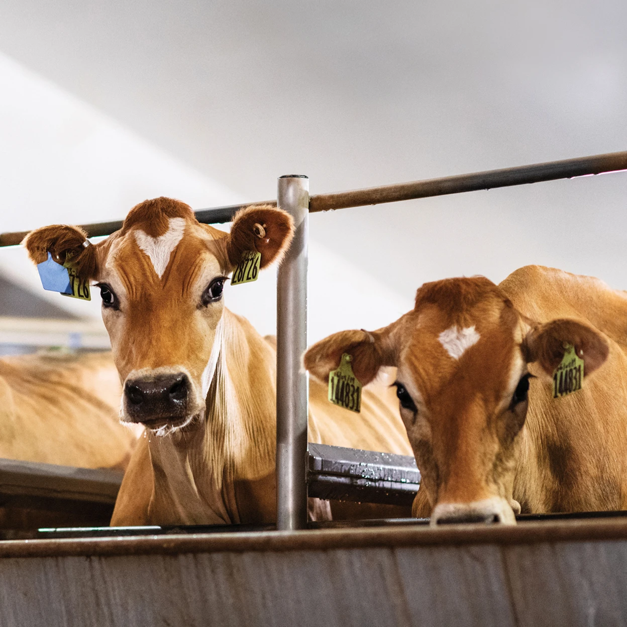 Cow Care Guide - Tillamook
