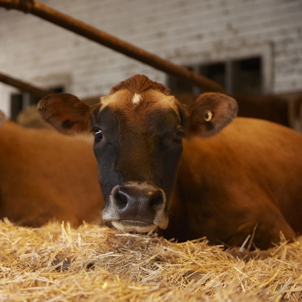 Cow Care Guide - Tillamook