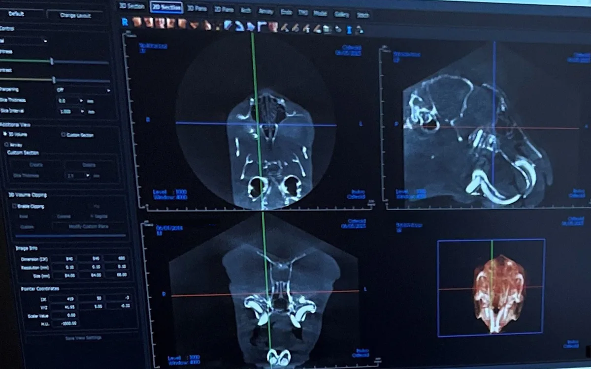 Cone Beam CT für Nager – moderne Diagnostik