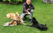 What Makes A Dog School Good 