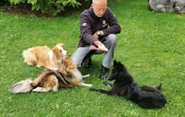 What Makes A Dog School Good 