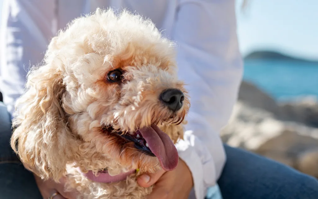 Recognising Canine Cognitive Dysfunction Syndrome